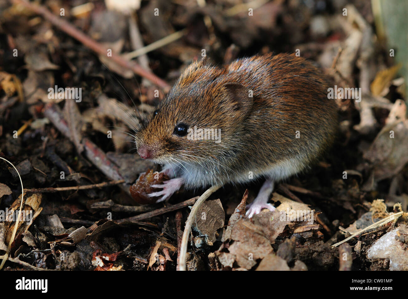 Harvest mouse eating hi-res stock photography and images - Alamy