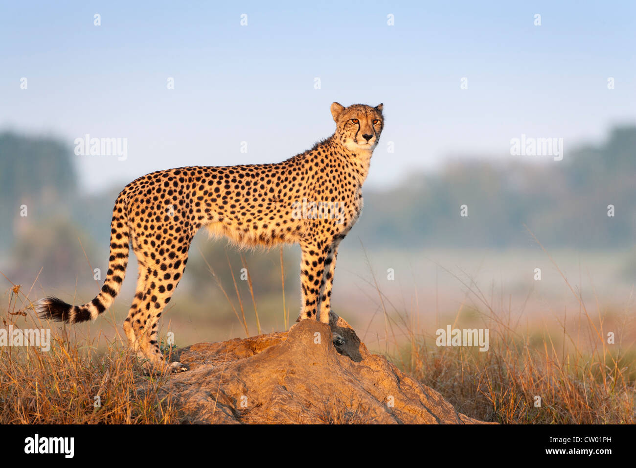 Cool Pictures Of Cheetahs