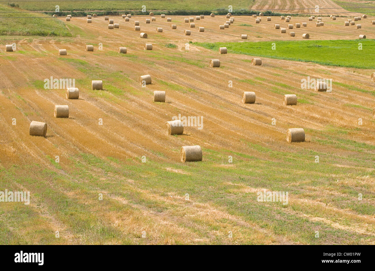 Field biology photo hi-res stock photography and images - Alamy