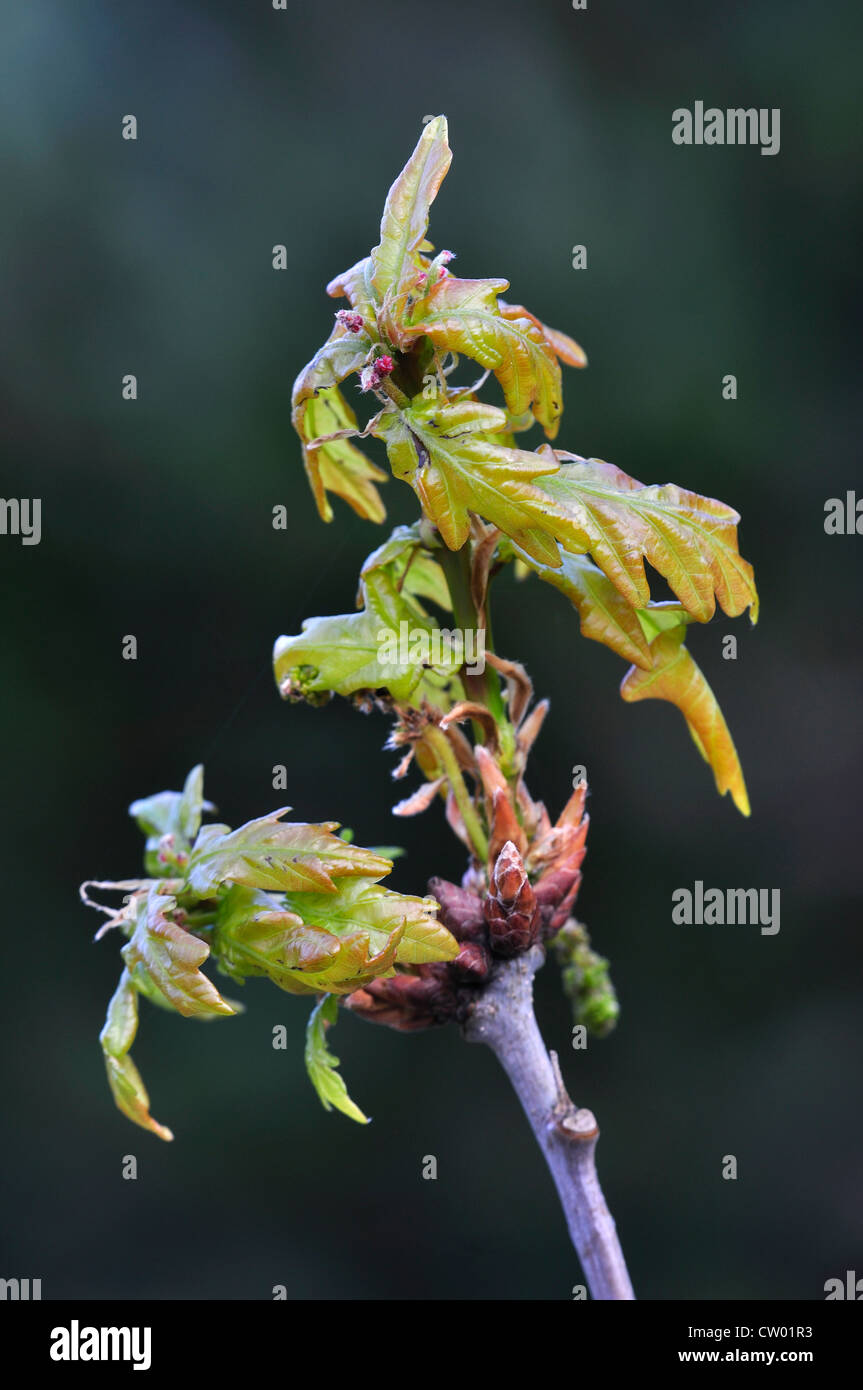 English tree hi-res stock photography and images - Alamy