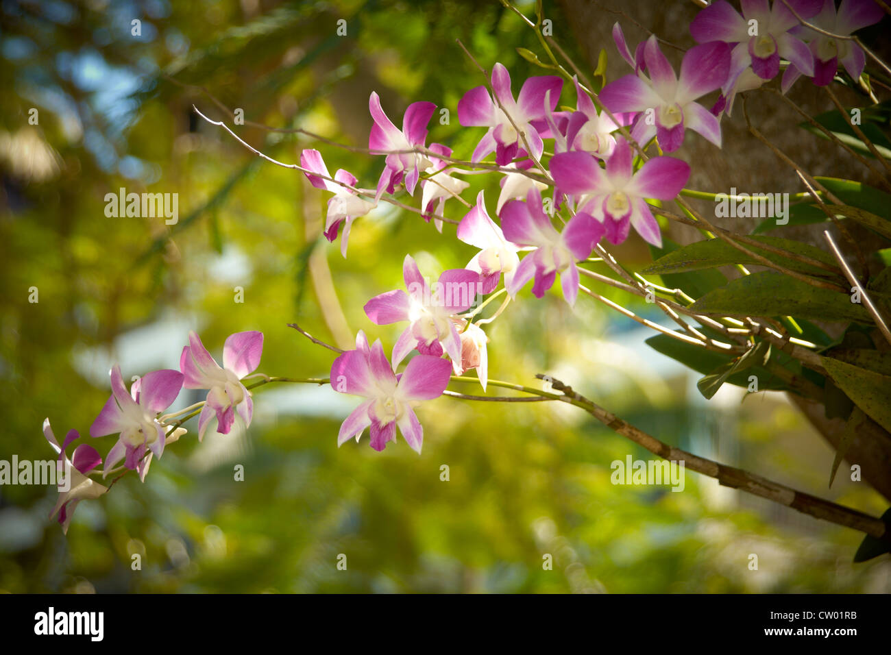 purple tropical flowers Stock Photo - Alamy