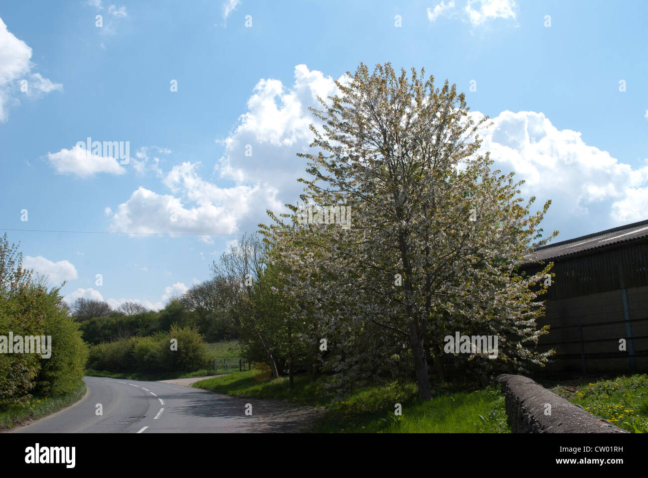 Large tree in flower next to country road with farm building, hedges ...