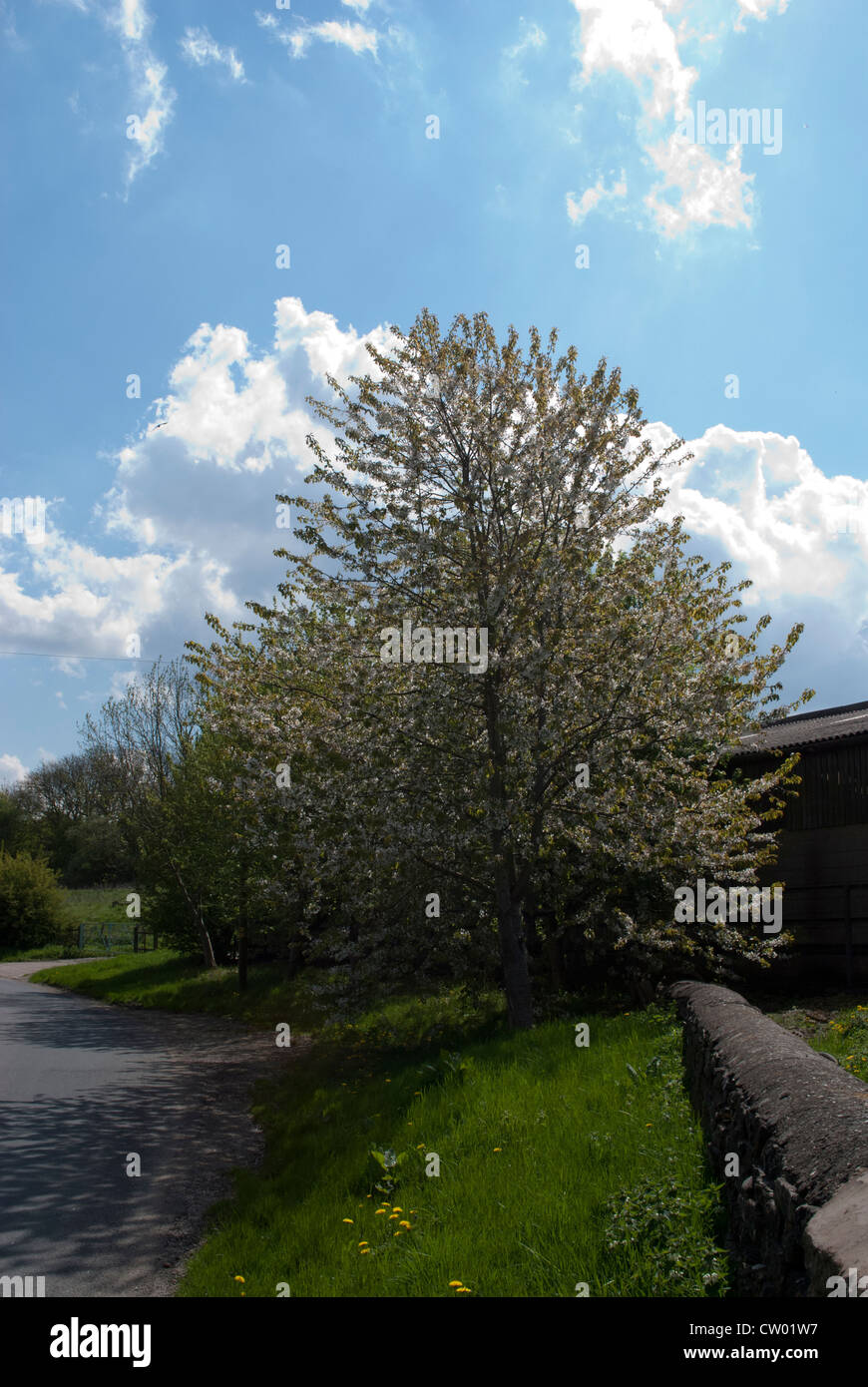 Large tree in flower next to country road with farm building, hedges ...