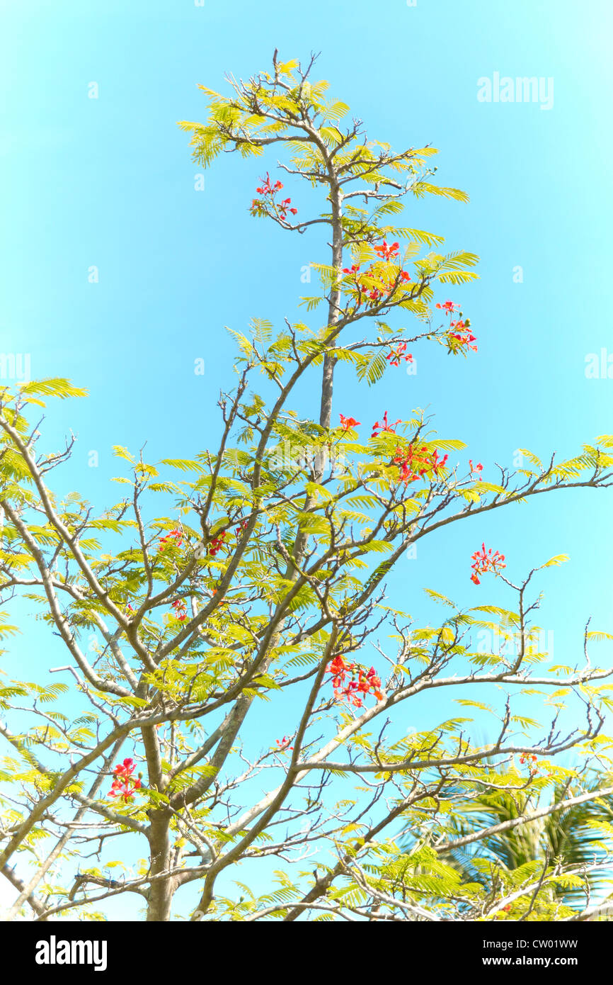 Asian trees, Borneo Stock Photo - Alamy