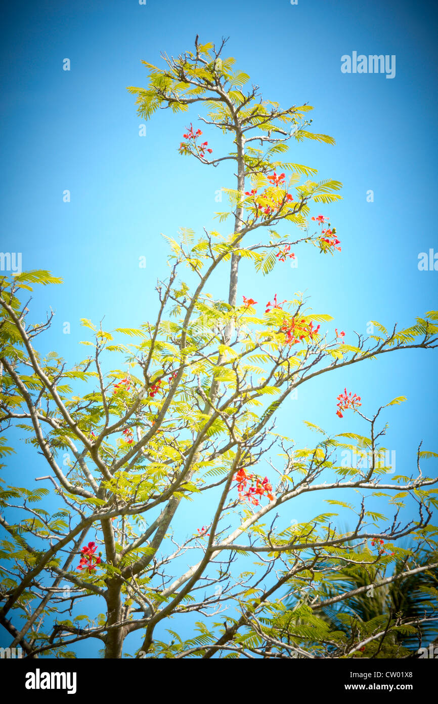 Asian trees, Borneo Stock Photo - Alamy