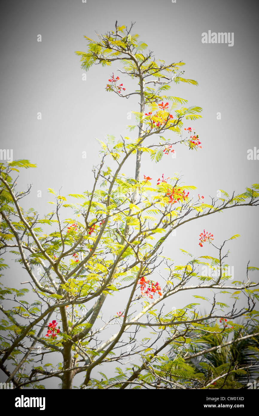 Asian trees, Borneo Stock Photo - Alamy