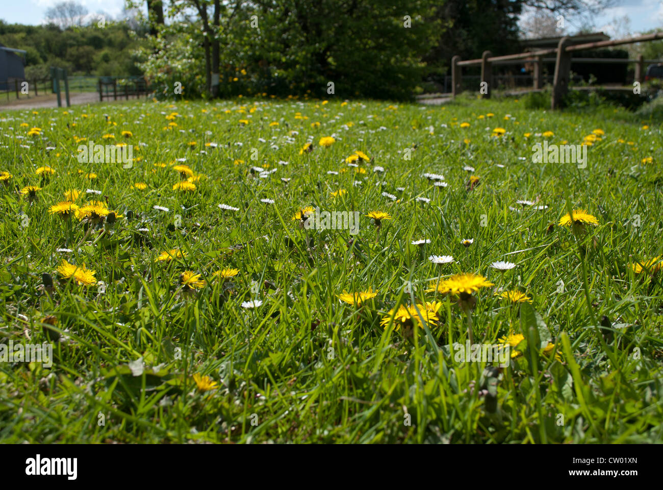 Low level flowers hi-res stock photography and images - Alamy
