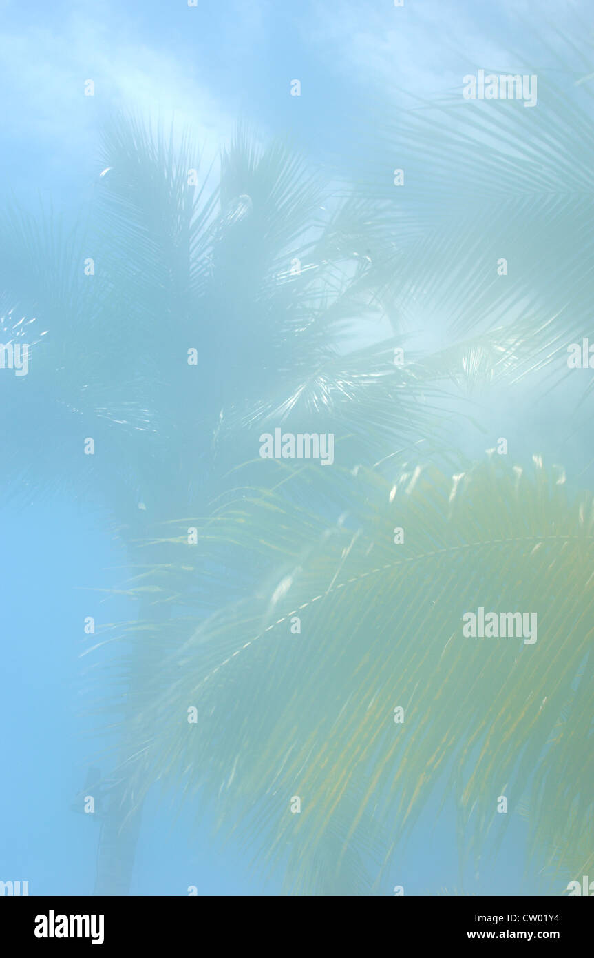 Palm fronds, rustling in the wind Stock Photo - Alamy