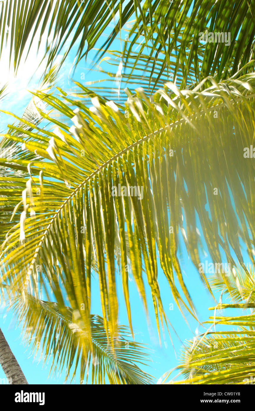 Rustling bush hi-res stock photography and images - Alamy