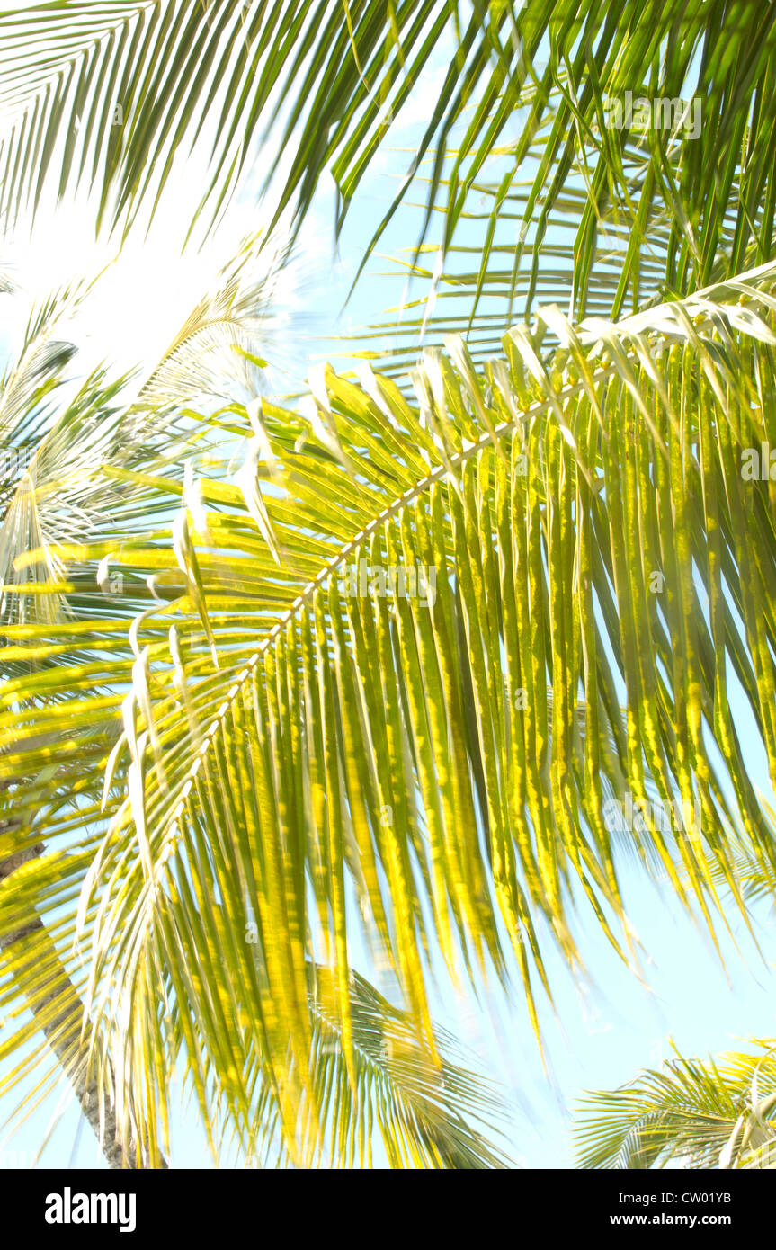 Rustling bush hi-res stock photography and images - Alamy