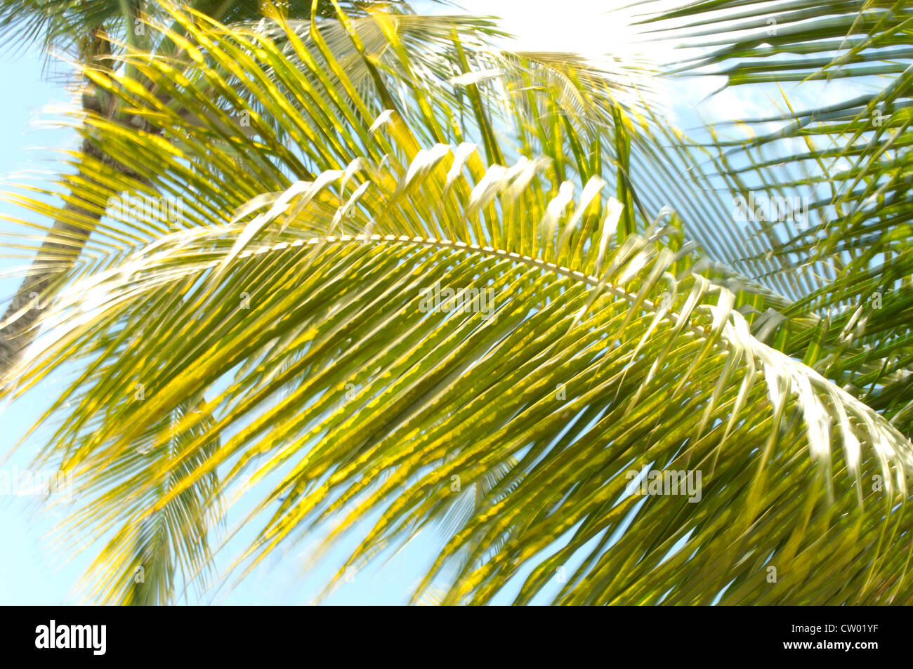 Arch fronds hi-res stock photography and images - Alamy