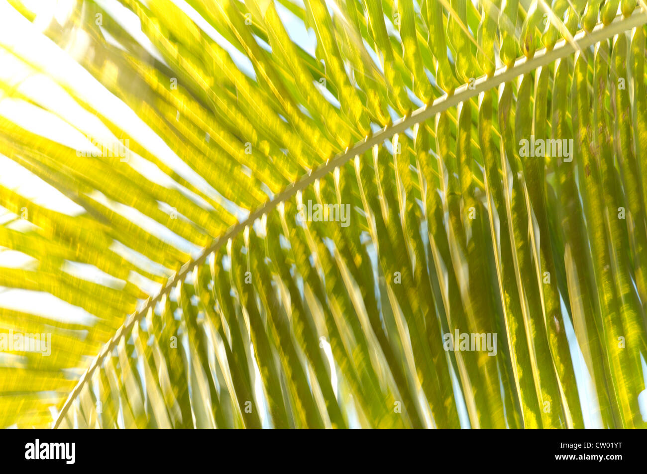Palm fronds, rustling in the wind Stock Photo - Alamy