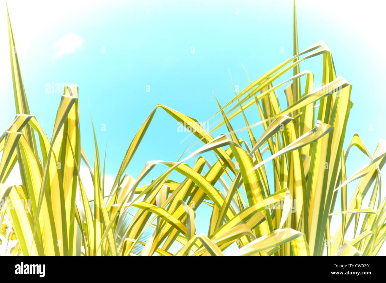 Japanese Sedge plants growing in Borneo Stock Photo - Alamy
