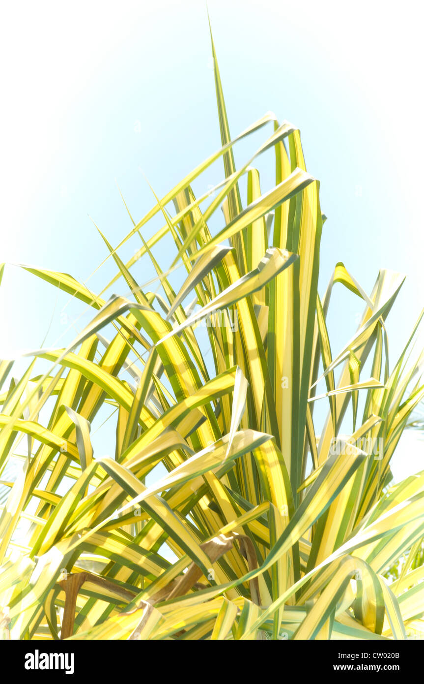 Japanese Sedge plants growing in Borneo Stock Photo - Alamy