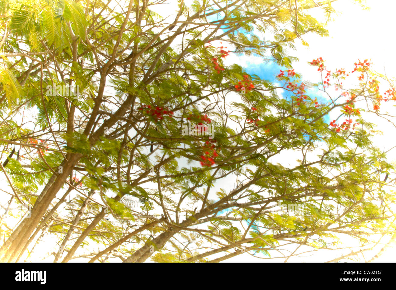 Asian trees, Borneo Stock Photo - Alamy