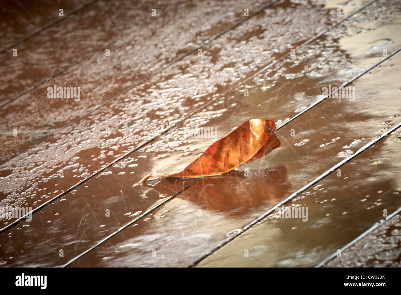 a falling leaf in the rain Stock Photo - Alamy