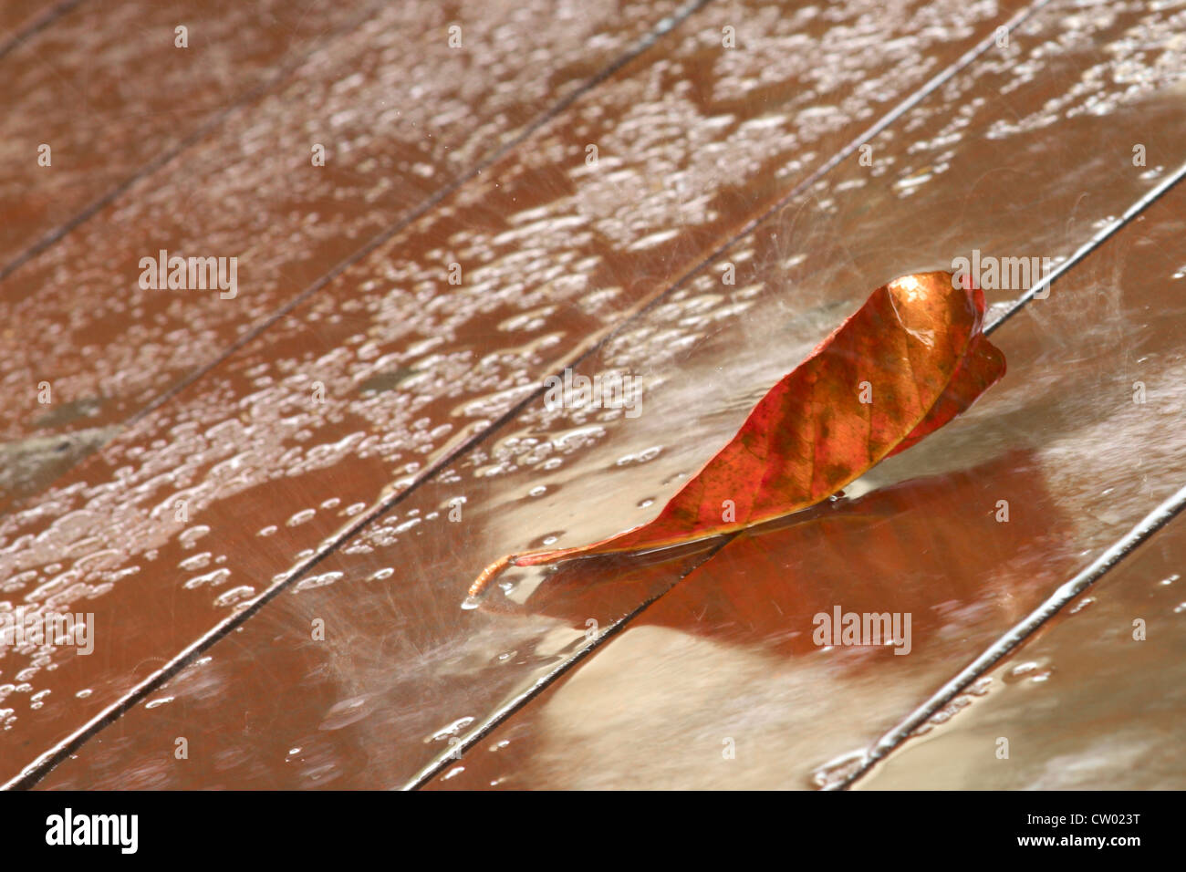 a falling leaf in the rain Stock Photo - Alamy