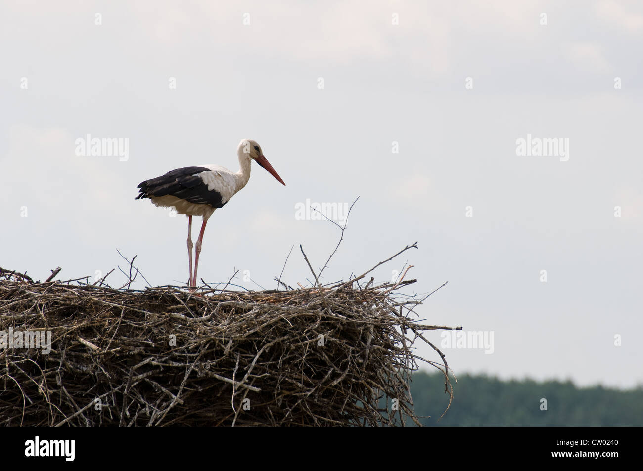 Herd of stork hi-res stock photography and images - Alamy