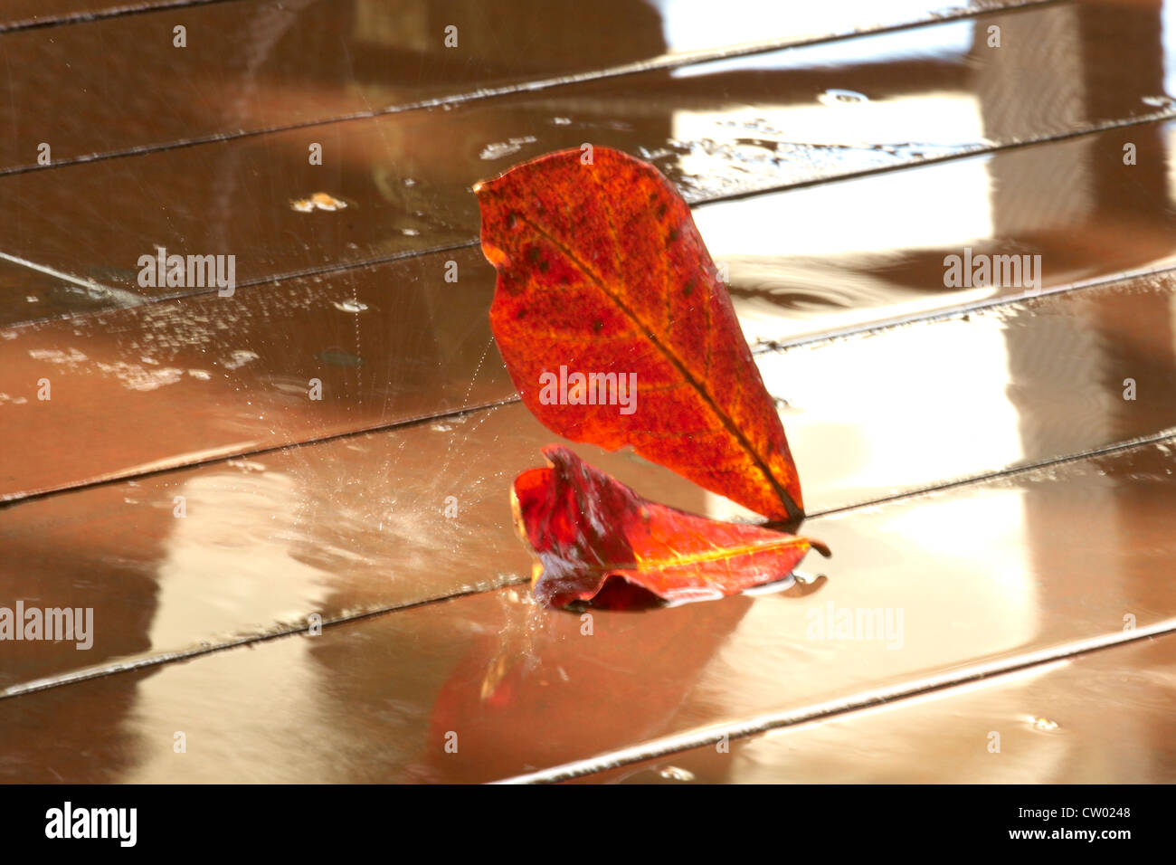 a falling leaf in the rain Stock Photo - Alamy