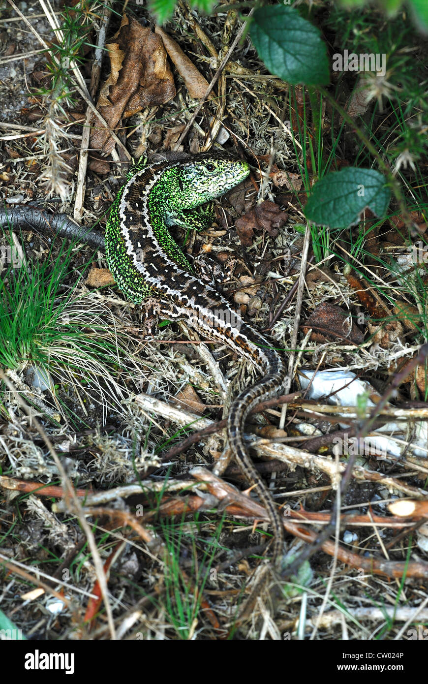 Male sand lizard in breeding condition. Dorset, UK April 2009 Stock ...