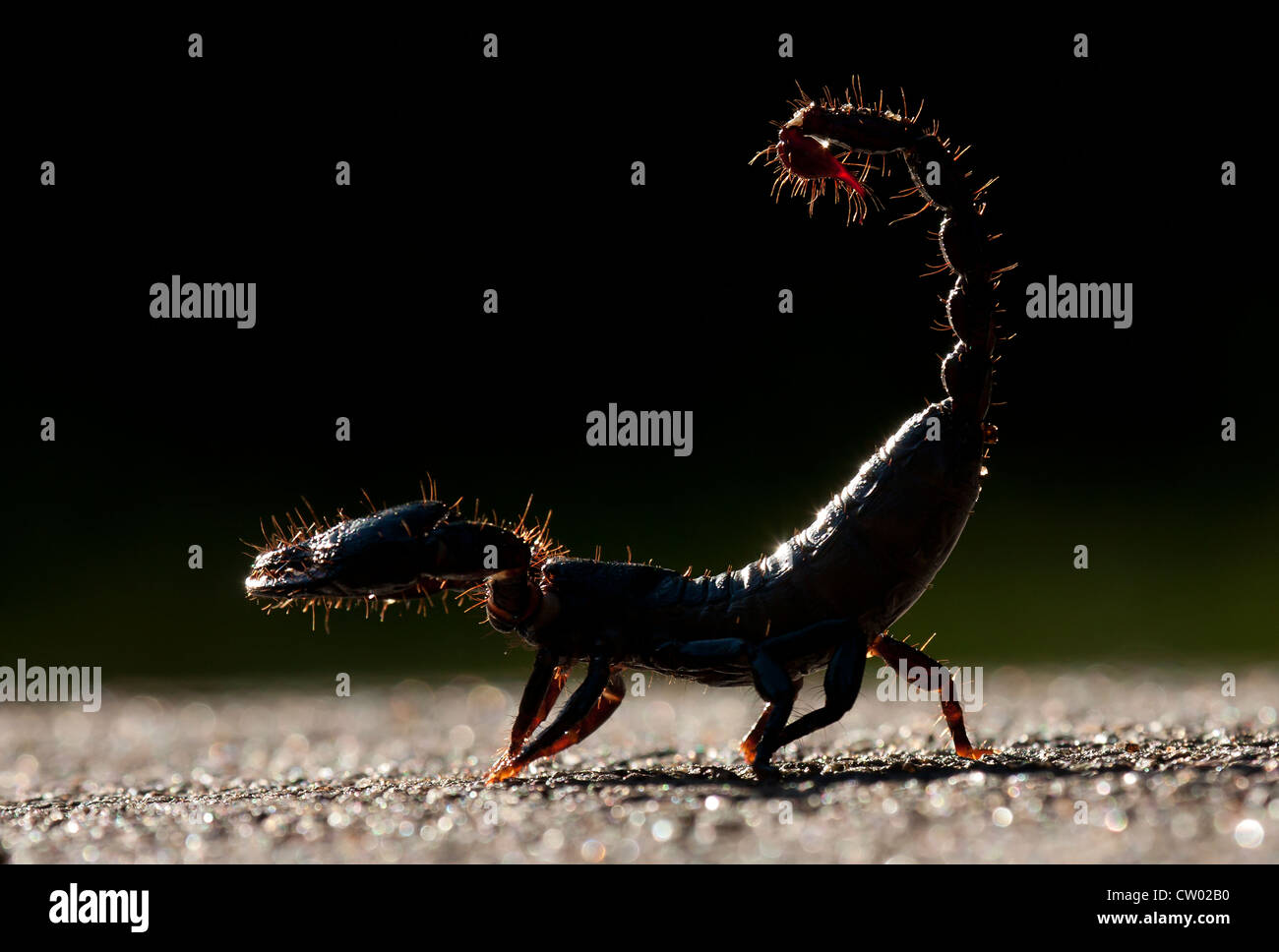 Back scorpion hi-res stock photography and images - Alamy