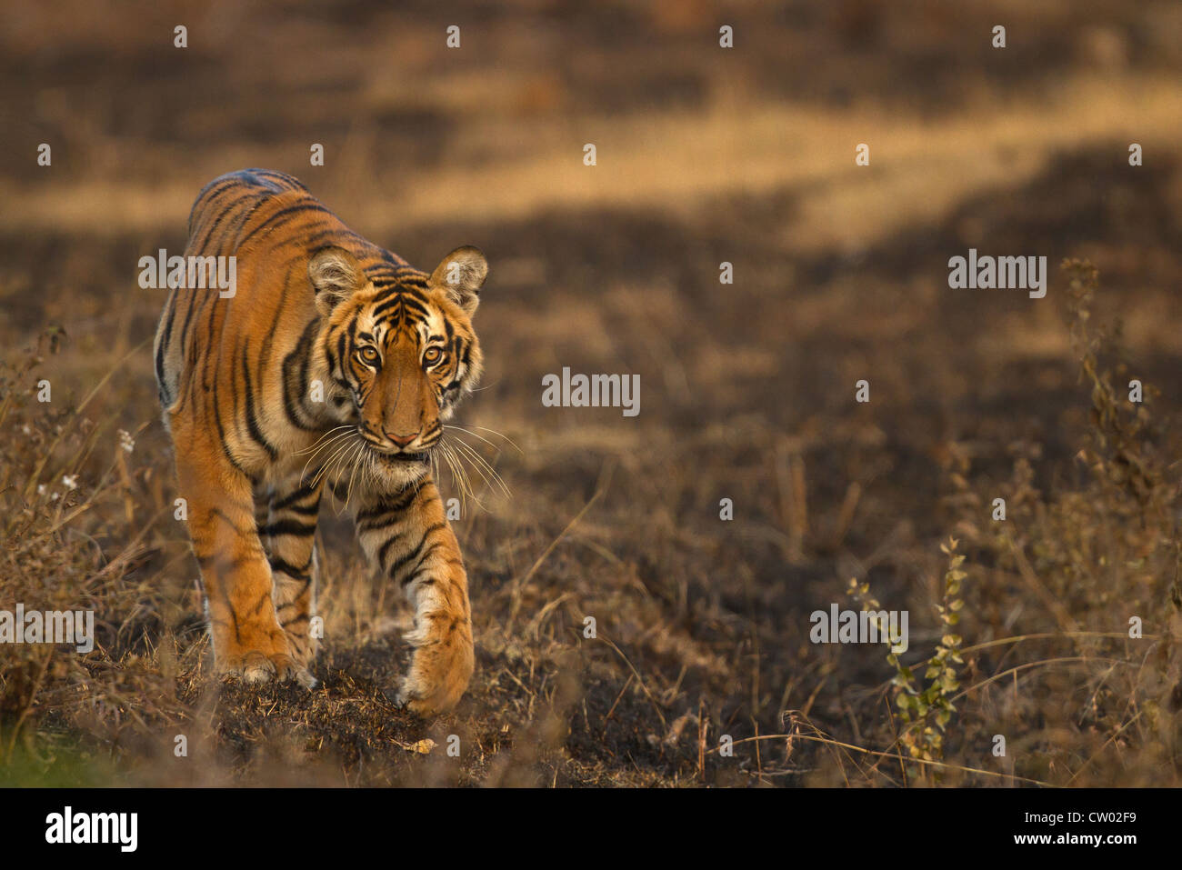 Royal Bengal Tiger in Golden Light | Bandipur National Park , South ...