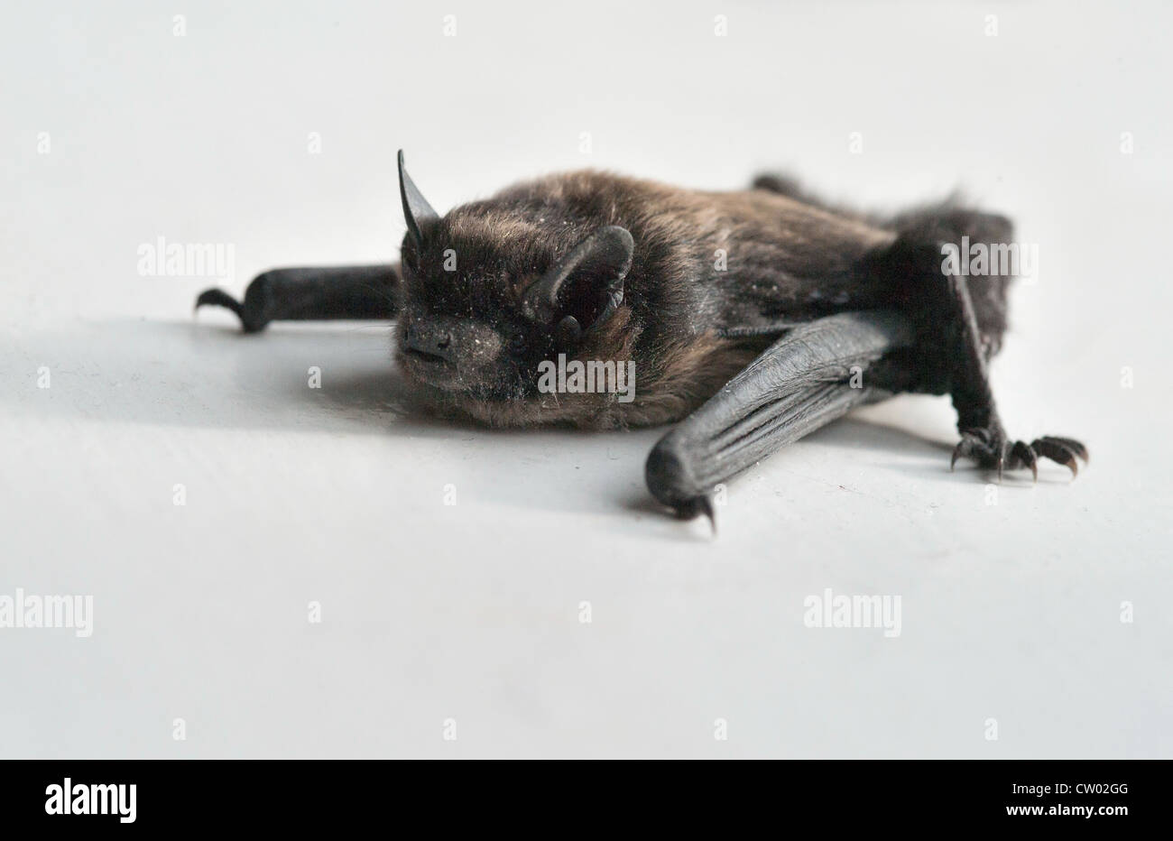 Vespertillo hi-res stock photography and images - Alamy