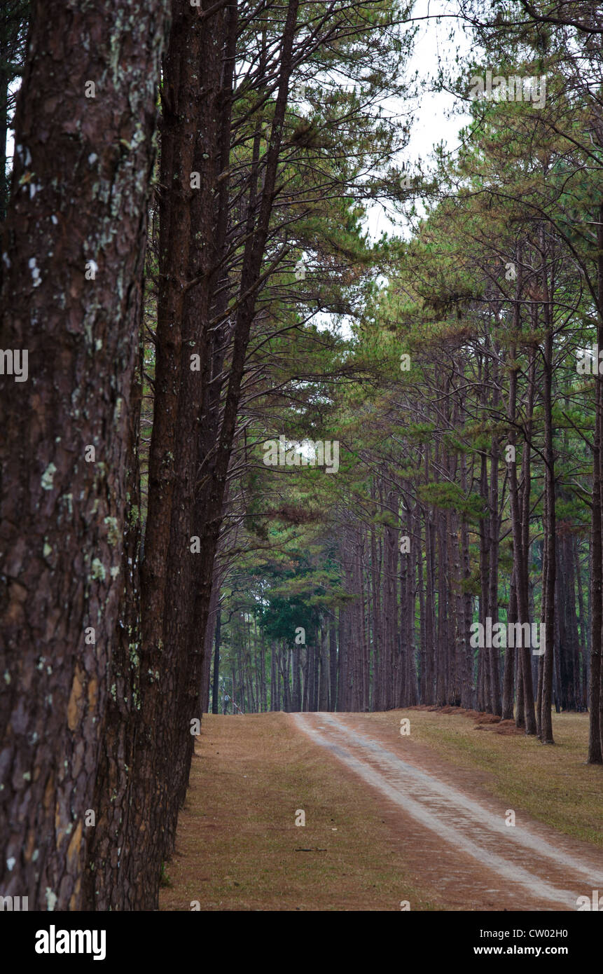 road to pine forest Stock Photo - Alamy