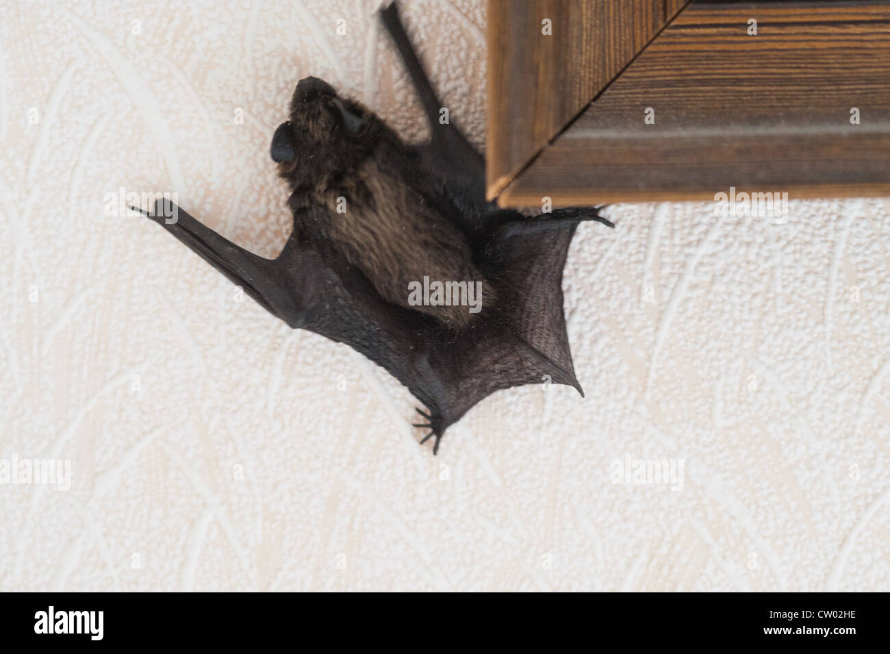 Sodalis hi-res stock photography and images - Alamy