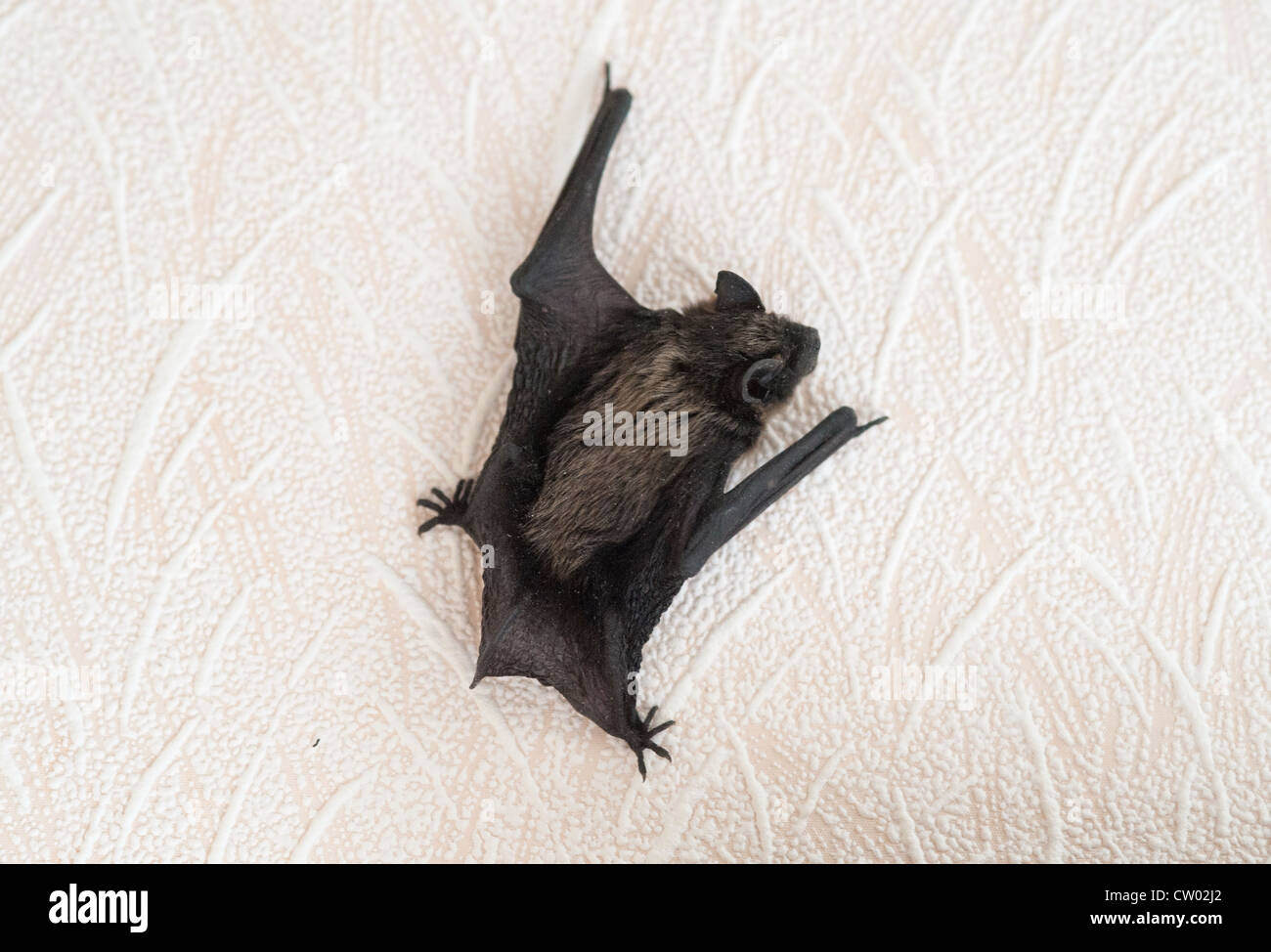 Northern Bat (Vespertillo sodalis) climbing on the wallpaper Stock ...