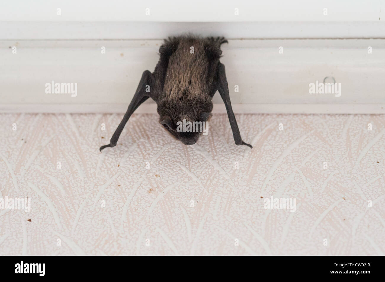 Sodalis hi-res stock photography and images - Alamy