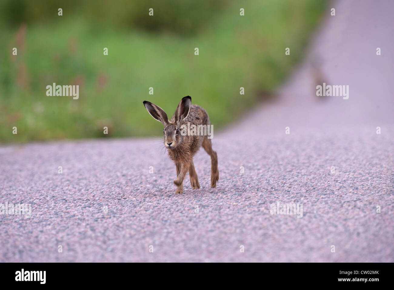Common Hare (Lepus europaeus) running on a local road Stock Photo - Alamy