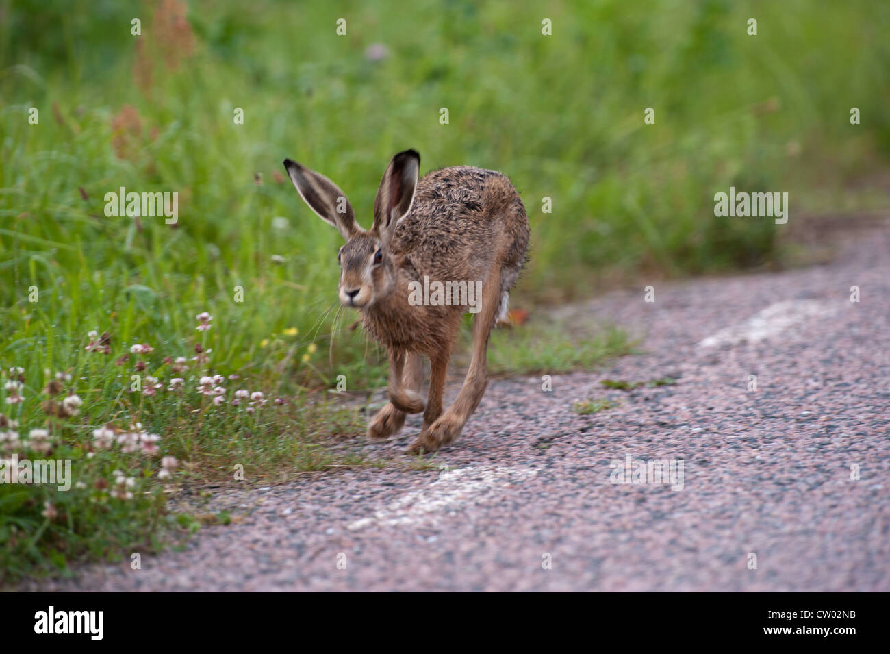 Common Hare (Lepus europaeus) running on a local road Stock Photo - Alamy