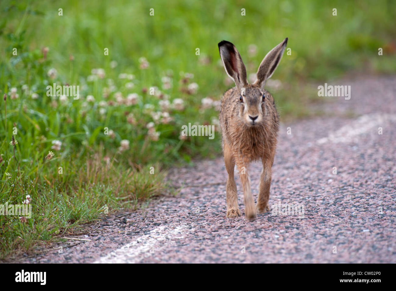 Common Hare (Lepus europaeus) running on a local road Stock Photo - Alamy