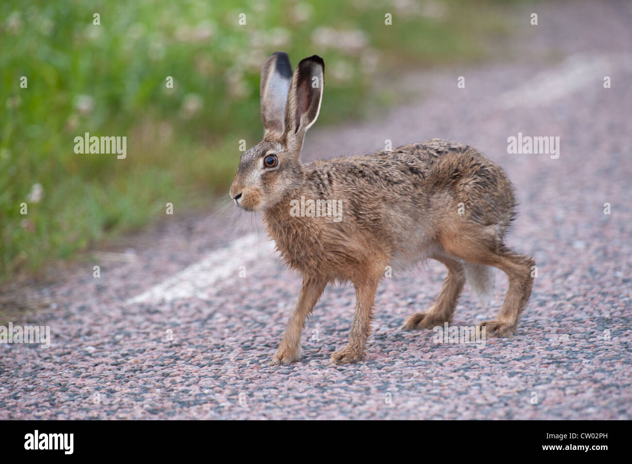 Common Hare (Lepus europaeus) running on a local road Stock Photo - Alamy