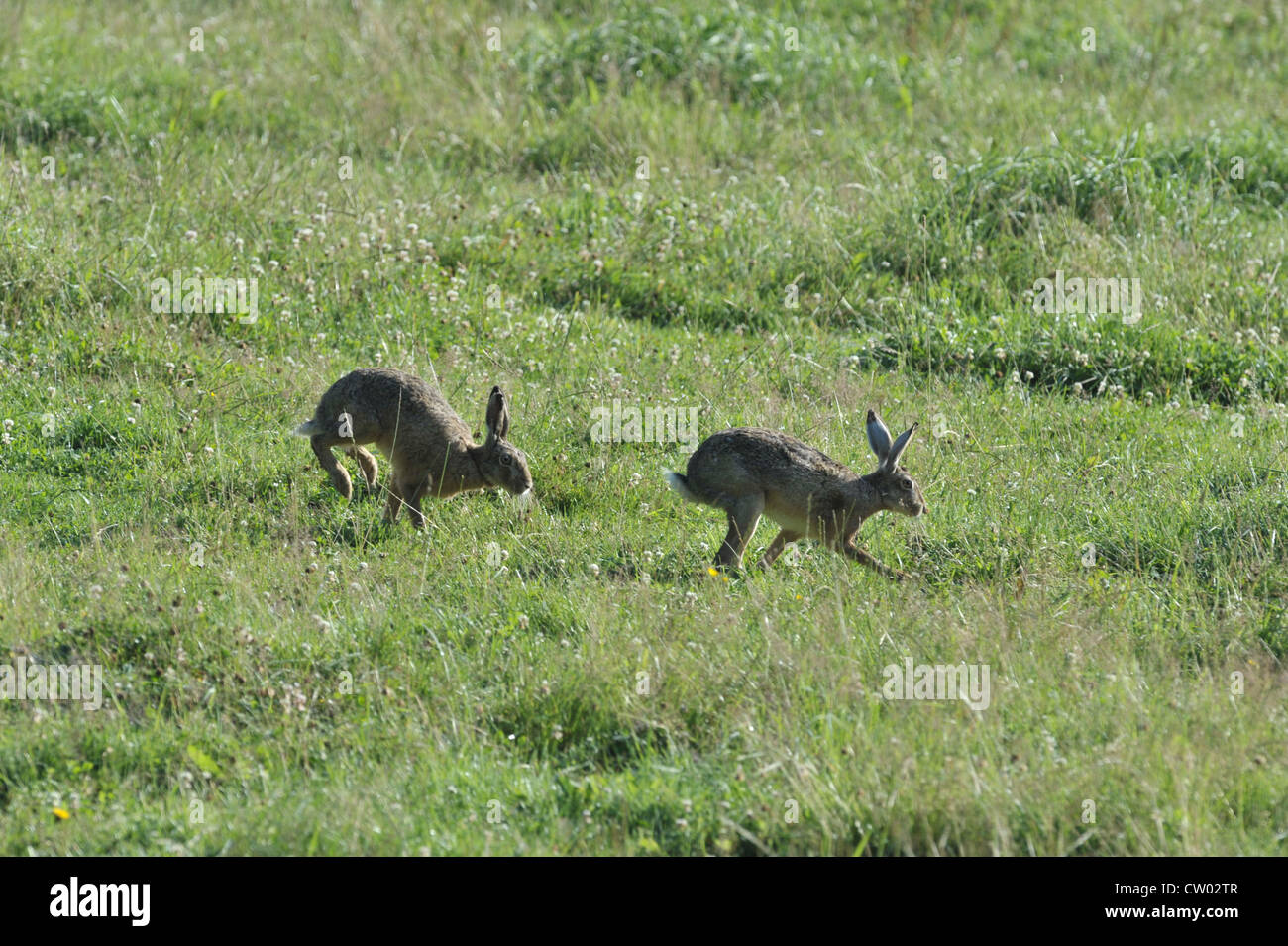 Common Hare (Lepus europaeus) in mating season Stock Photo - Alamy