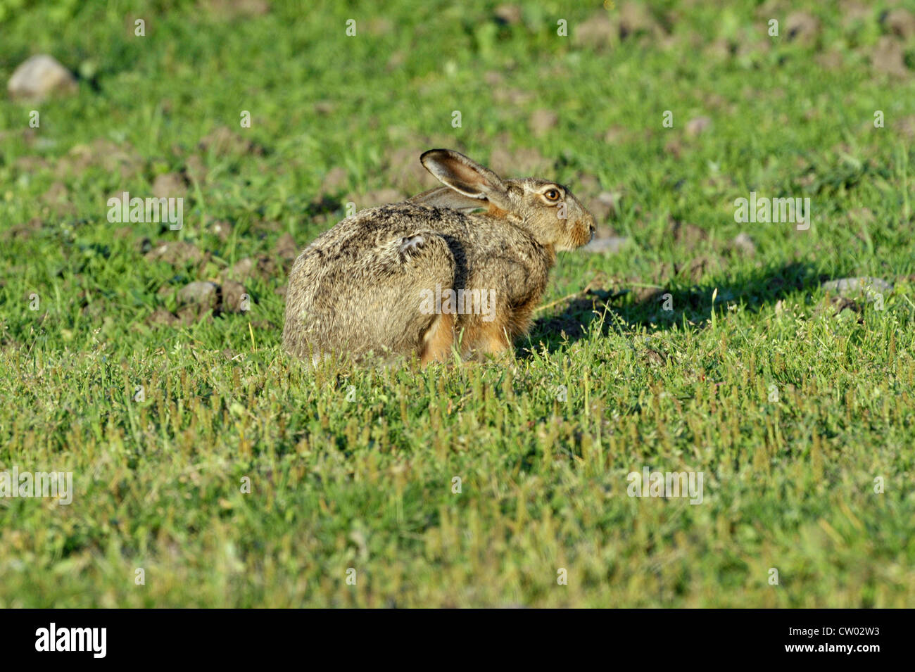 Common Hare (Lepus europaeus) resting in a meadow Stock Photo - Alamy