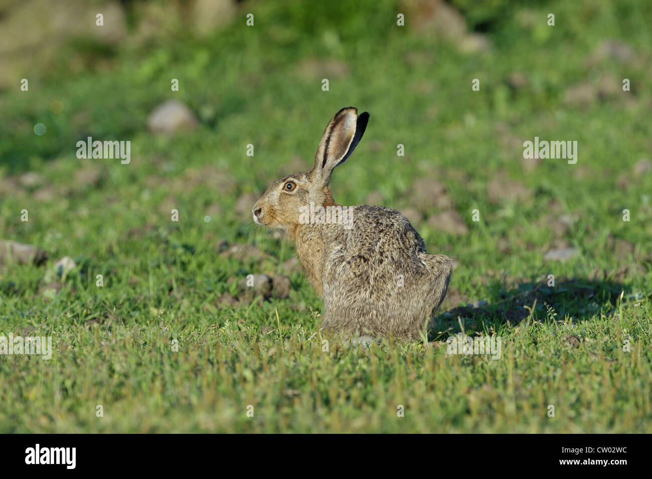 Common Hare (Lepus europaeus) resting in a meadow Stock Photo - Alamy