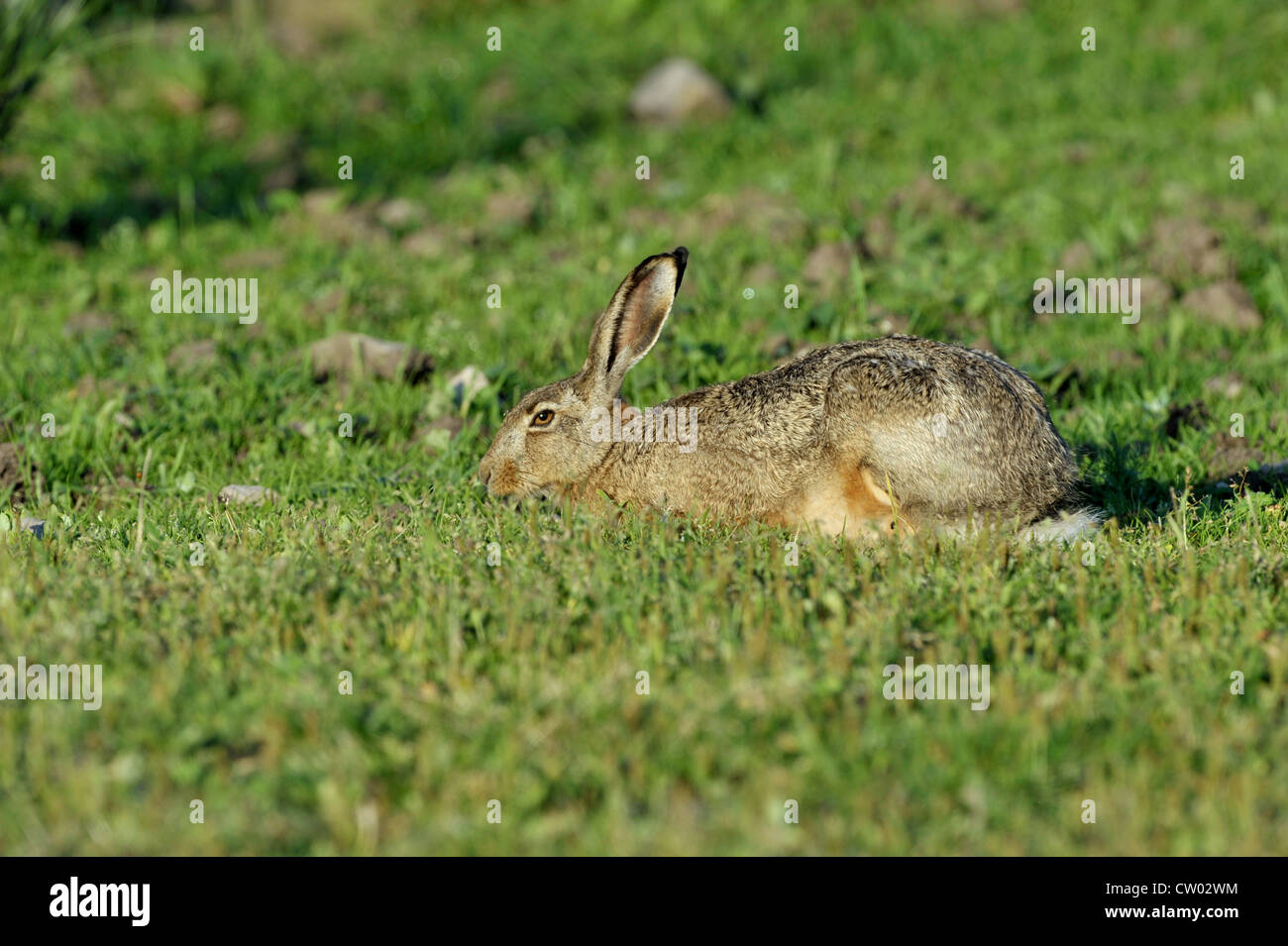 Common Hare (Lepus europaeus) resting in a meadow Stock Photo - Alamy