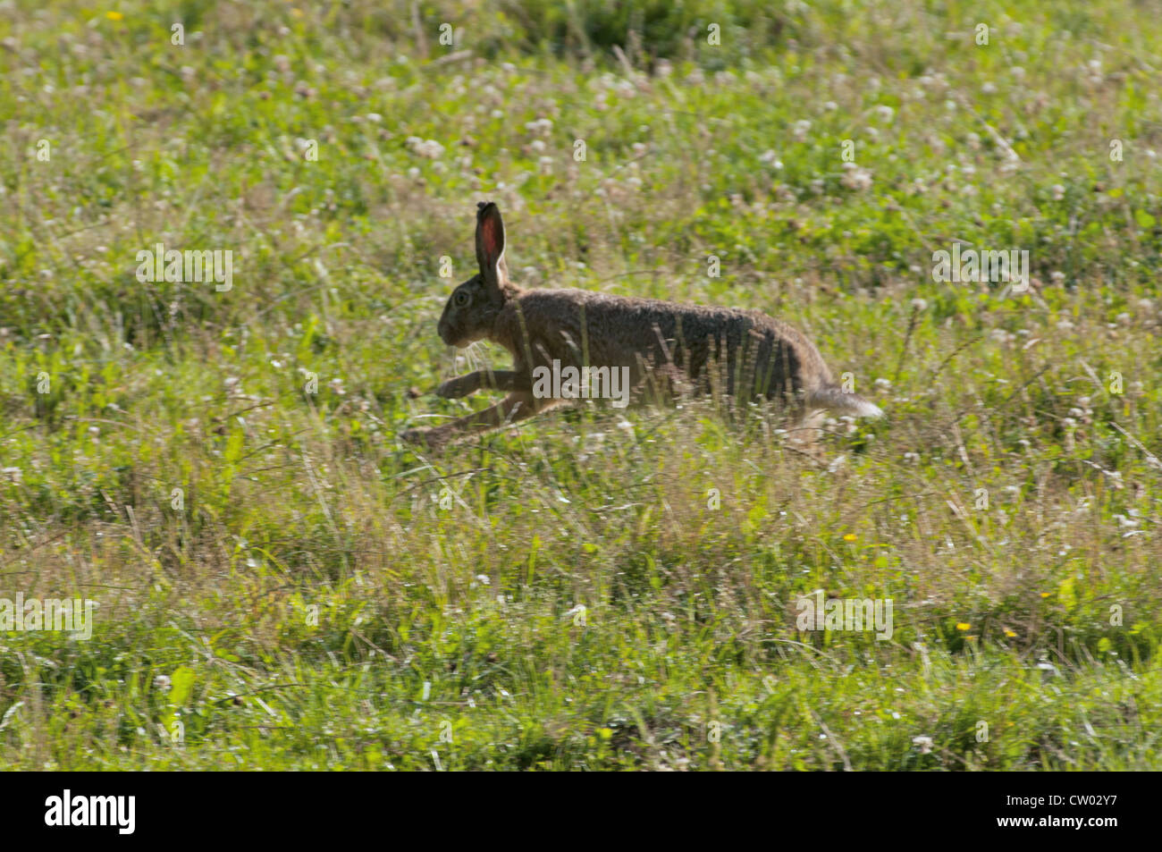 Common Hare (Lepus europaeus) running in a meadow Stock Photo - Alamy