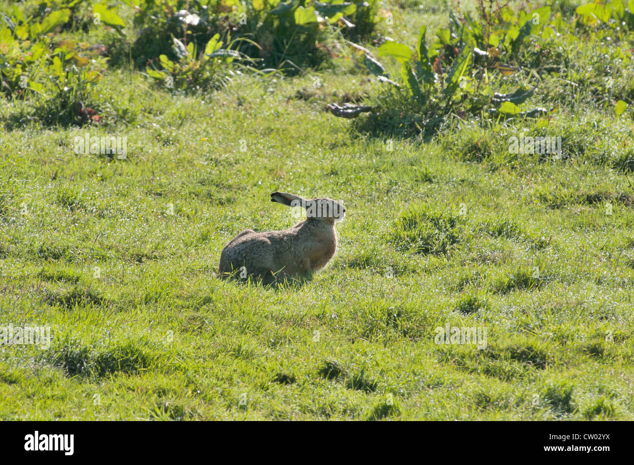 Common Hare (Lepus europaeus) resting in a meadow Stock Photo - Alamy