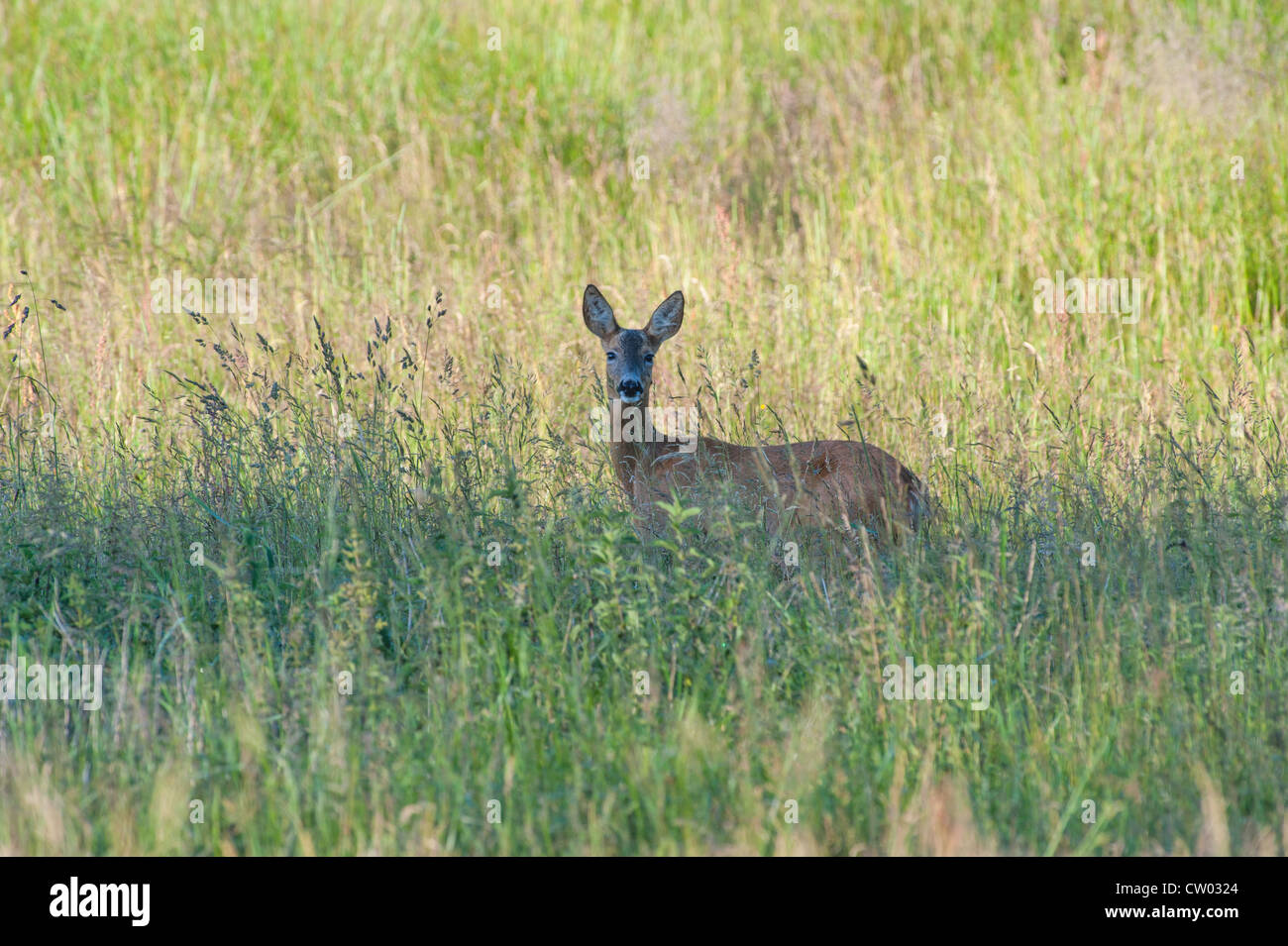 Roe deer (Capreolus c.) in a fallow field Stock Photo - Alamy