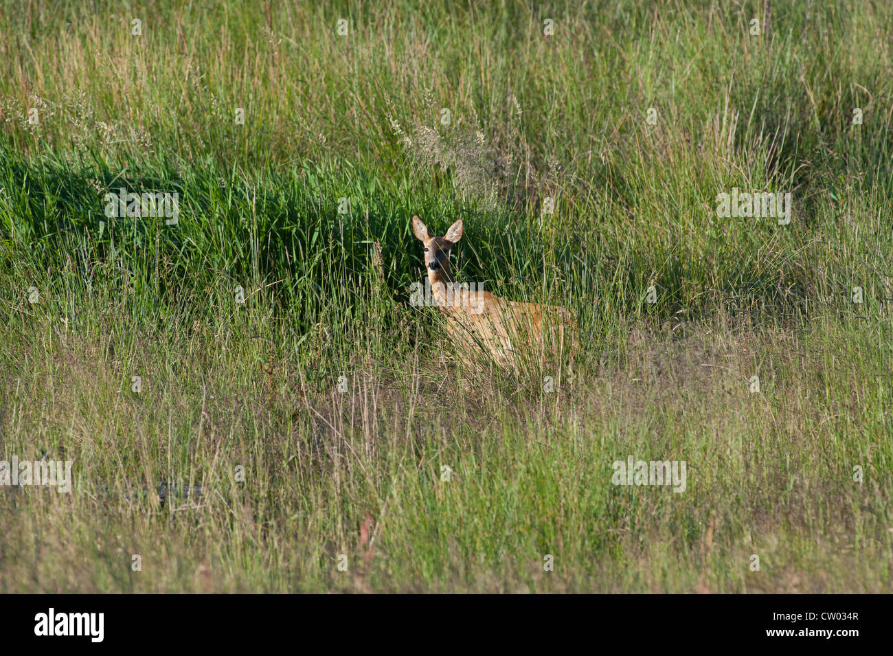 Roe deer (Capreolus c.) in a fallow field Stock Photo - Alamy