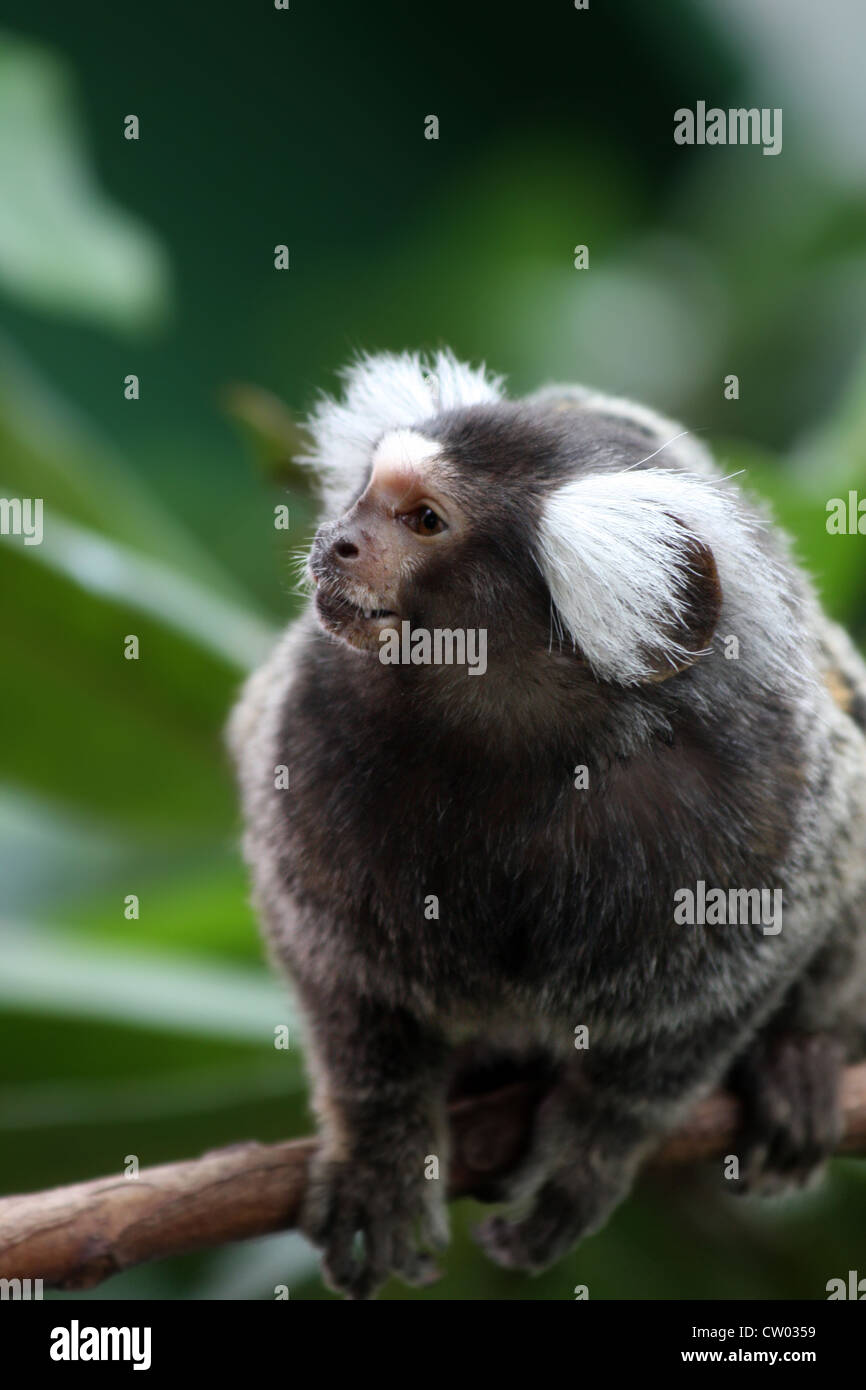 Common marmoset callithrix jacchus hi-res stock photography and images ...