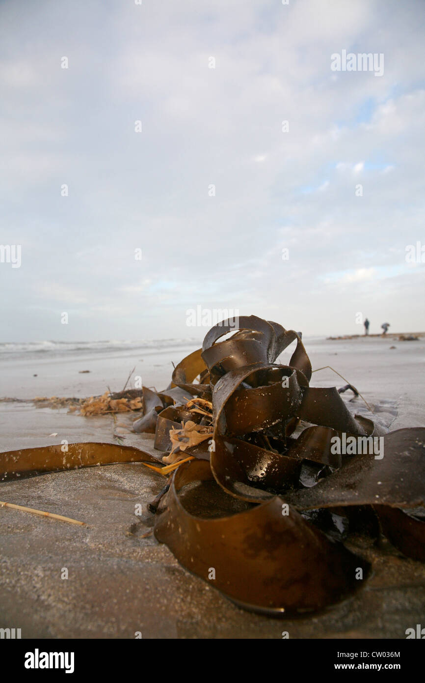Tangled seaweed hi-res stock photography and images - Alamy