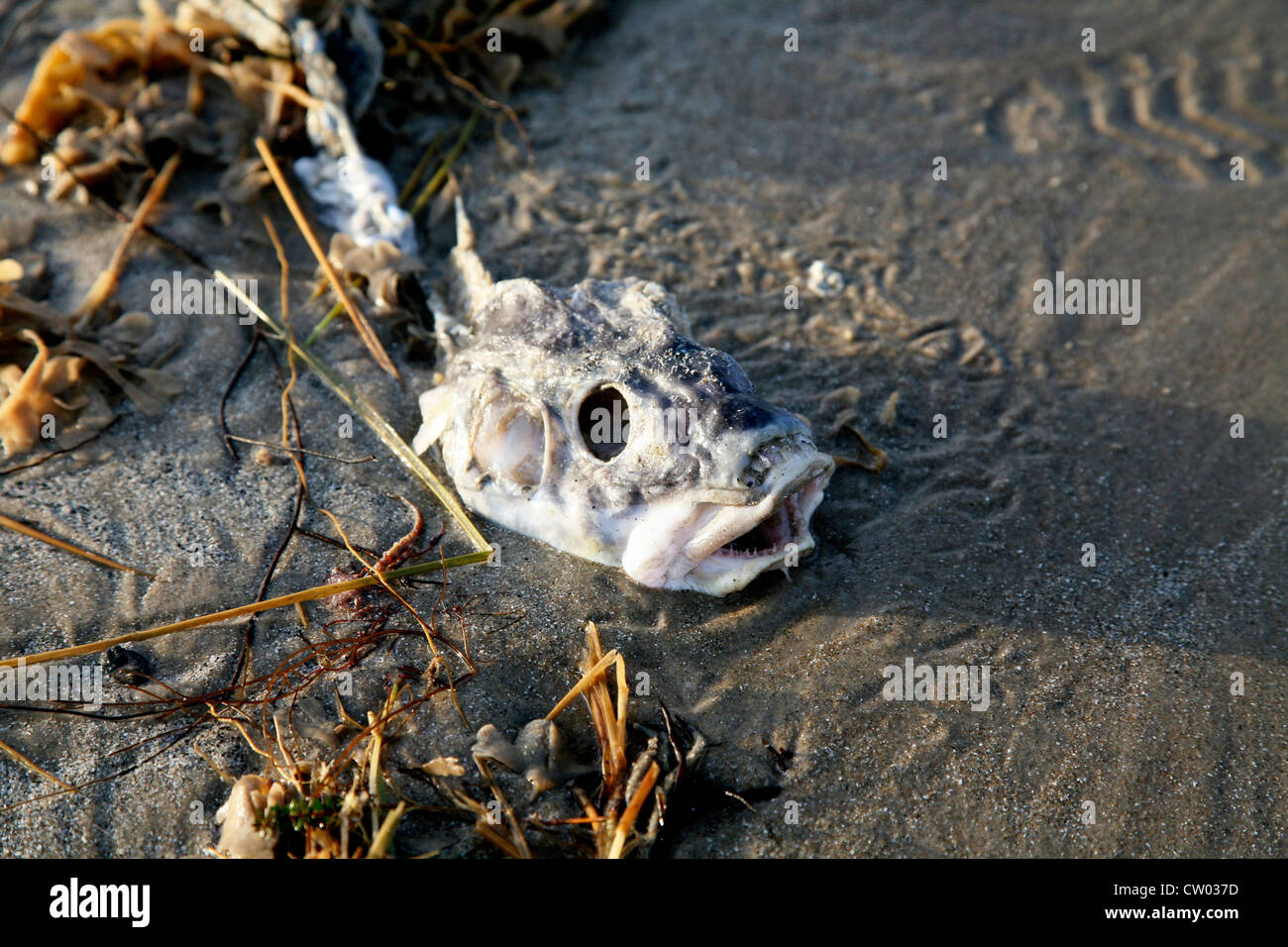 North dead sea hi-res stock photography and images - Alamy