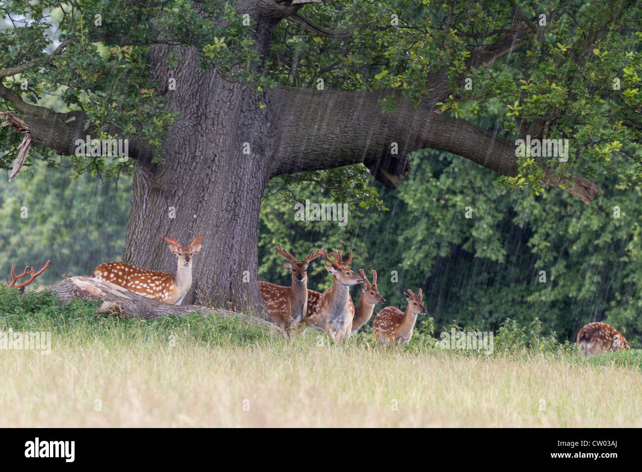 Sika Deer waiting under a tree for the rain to stop Stock Photo - Alamy