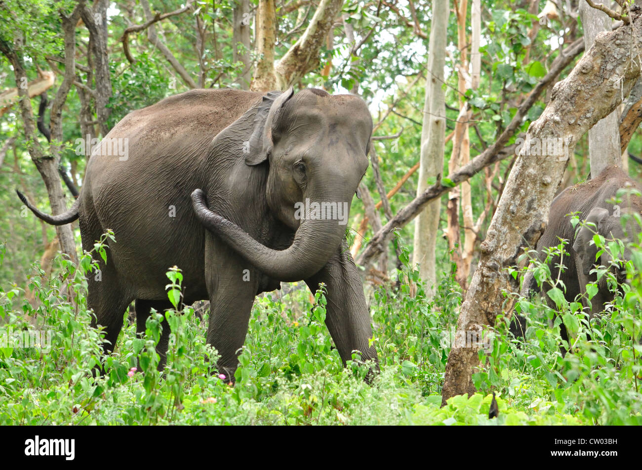 Indian Elephant (Elephas maximus indicus Stock Photo - Alamy