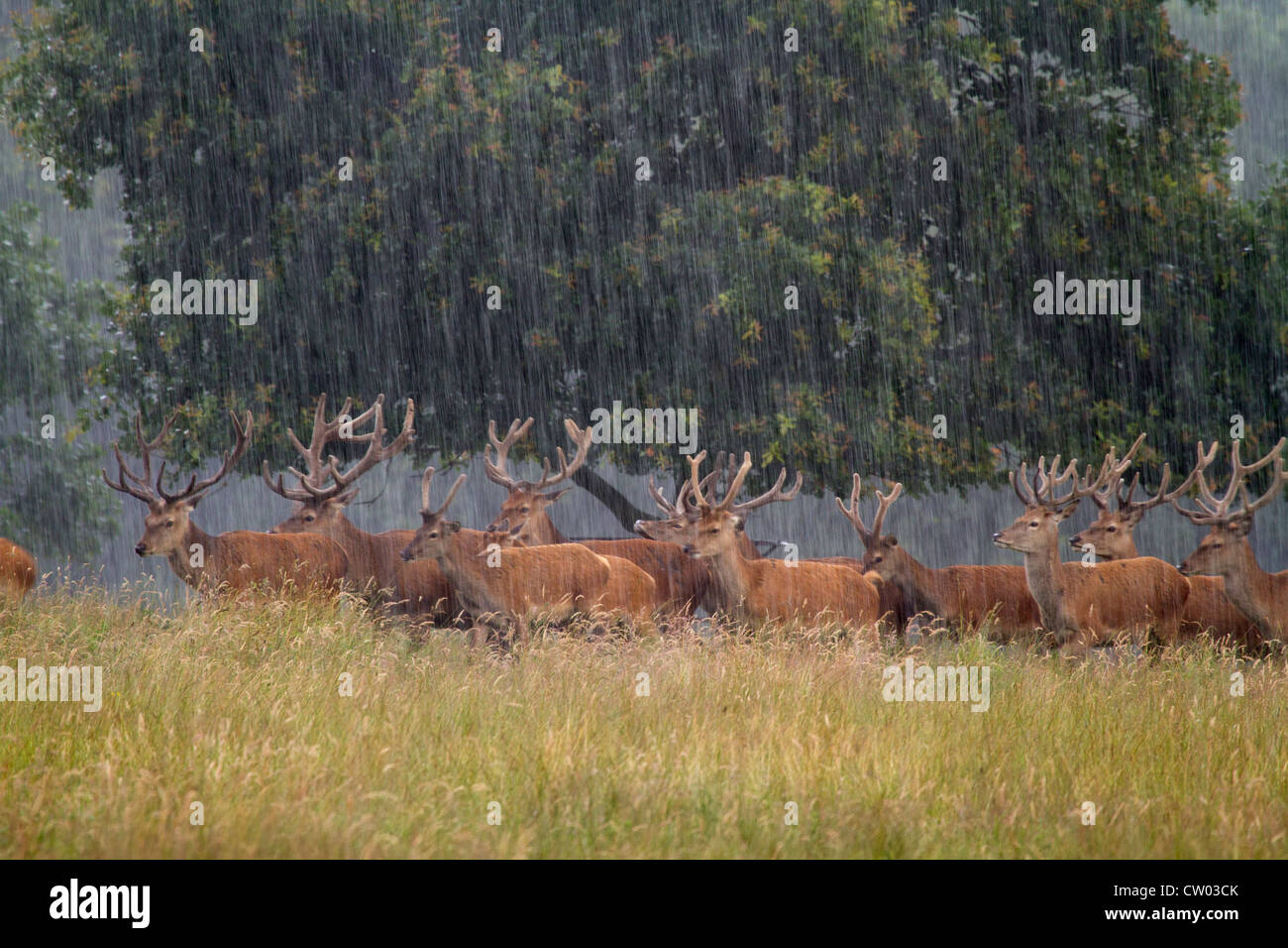Heavy rain hi-res stock photography and images - Alamy