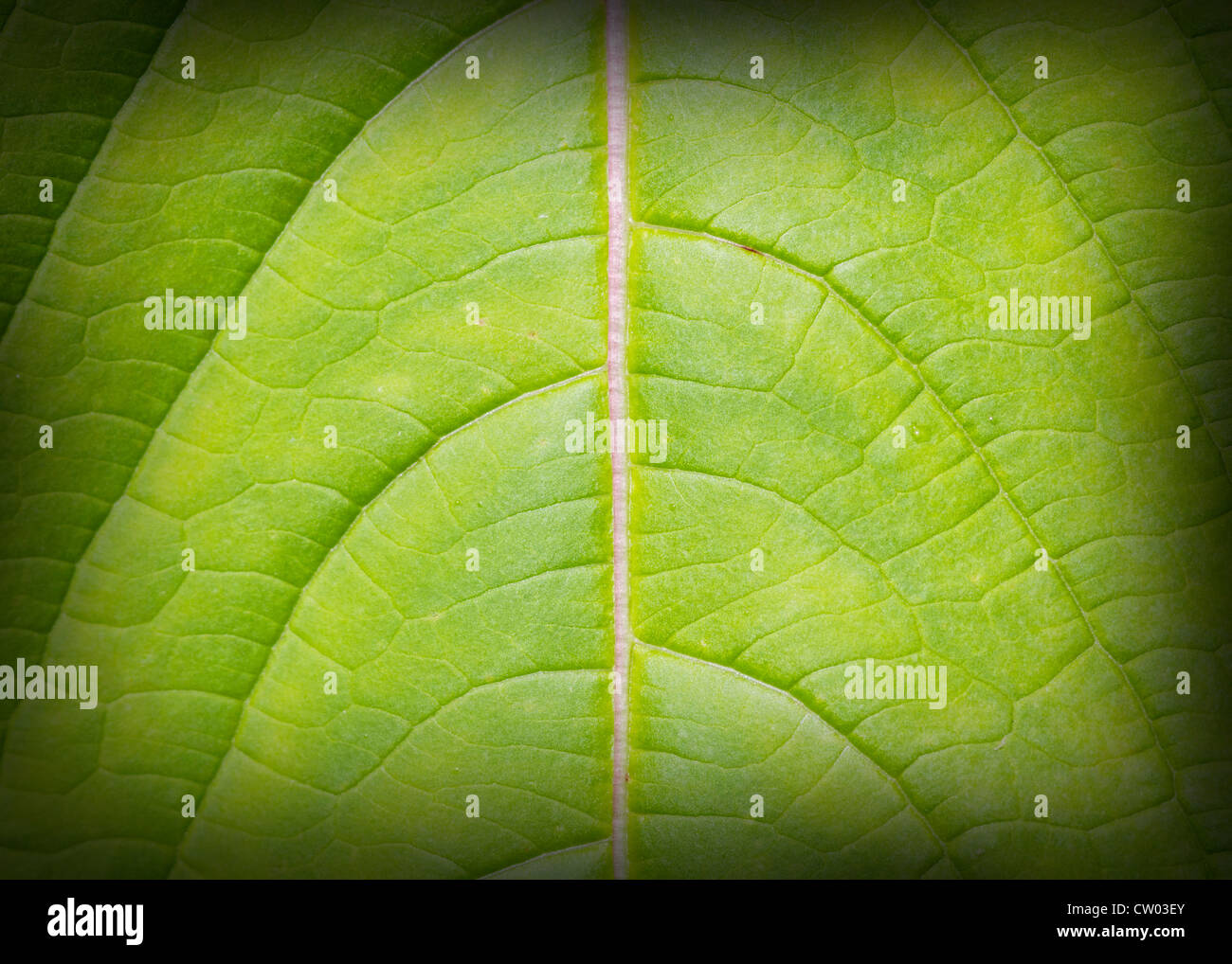 Leaf background and texture low key macro Stock Photo - Alamy